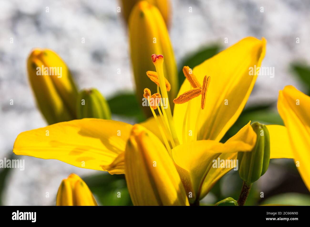 Closeup of a yellow Asiatic Lily flower, Lilium species, blooming in ...