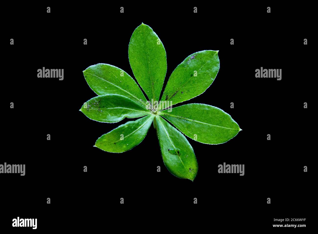 Woodruff leaf hi-res stock photography and images - Alamy