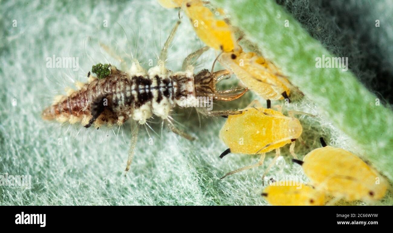 Lacewing larva, Chrysoperla carnea, feeding on aphids Stock Photo - Alamy
