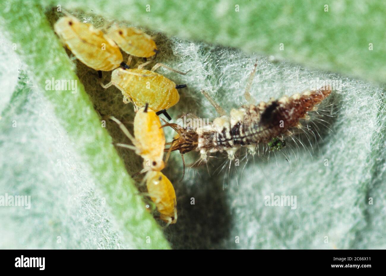 Lacewing larva, Chrysoperla carnea, feeding on aphids Stock Photo - Alamy