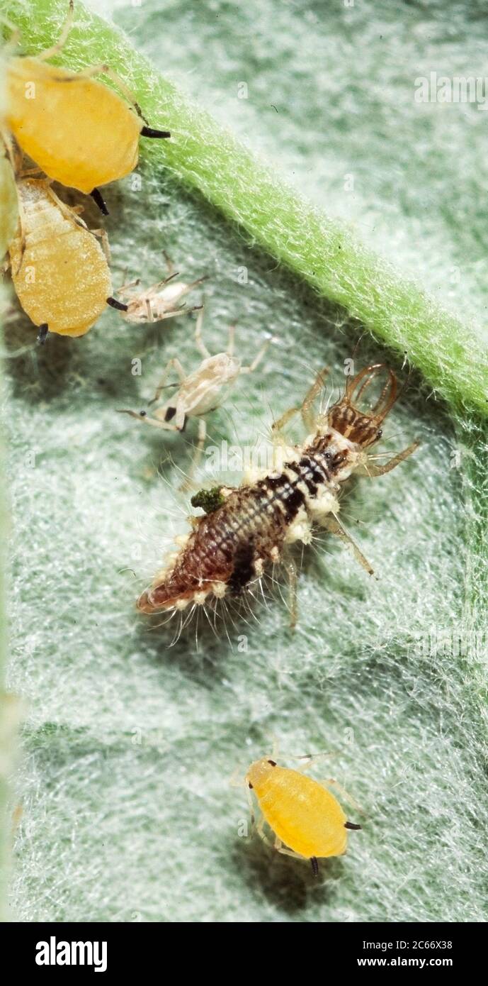 Lacewing larva, Chrysoperla carnea, feeding on aphids Stock Photo - Alamy
