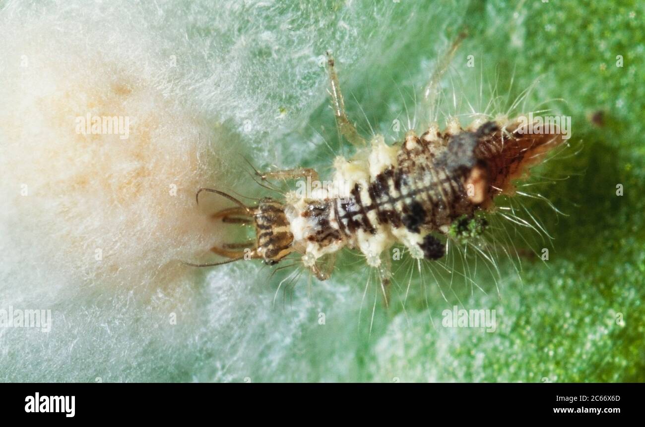 Lacewing Larvae Eggs