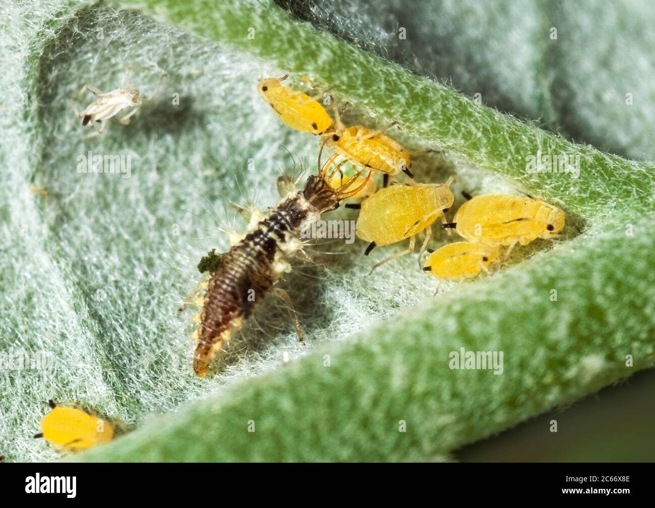 Lacewing larva, Chrysoperla carnea, feeding on aphids Stock Photo - Alamy