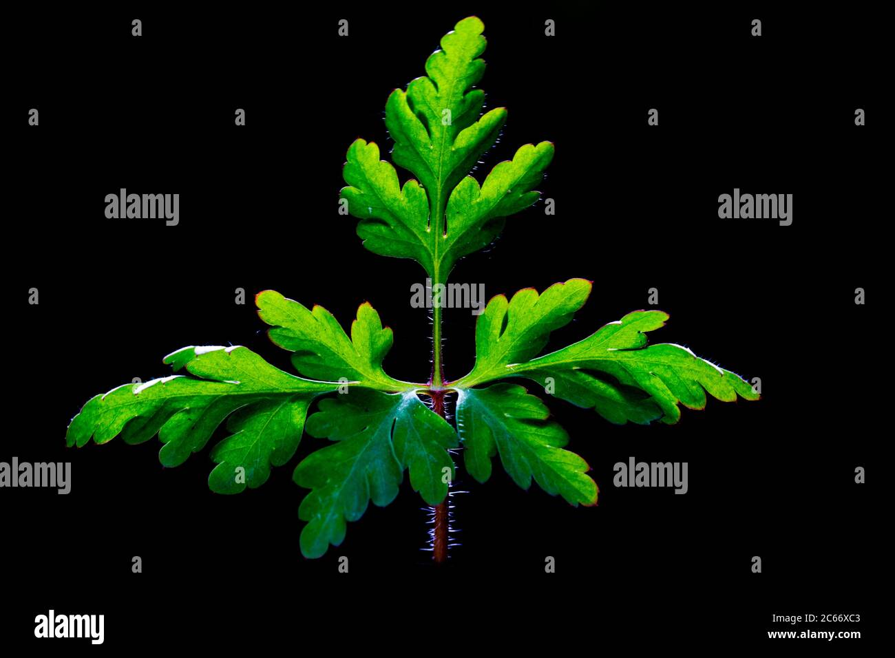 Herb Robert Leaf High Resolution Stock Photography and Images - Alamy