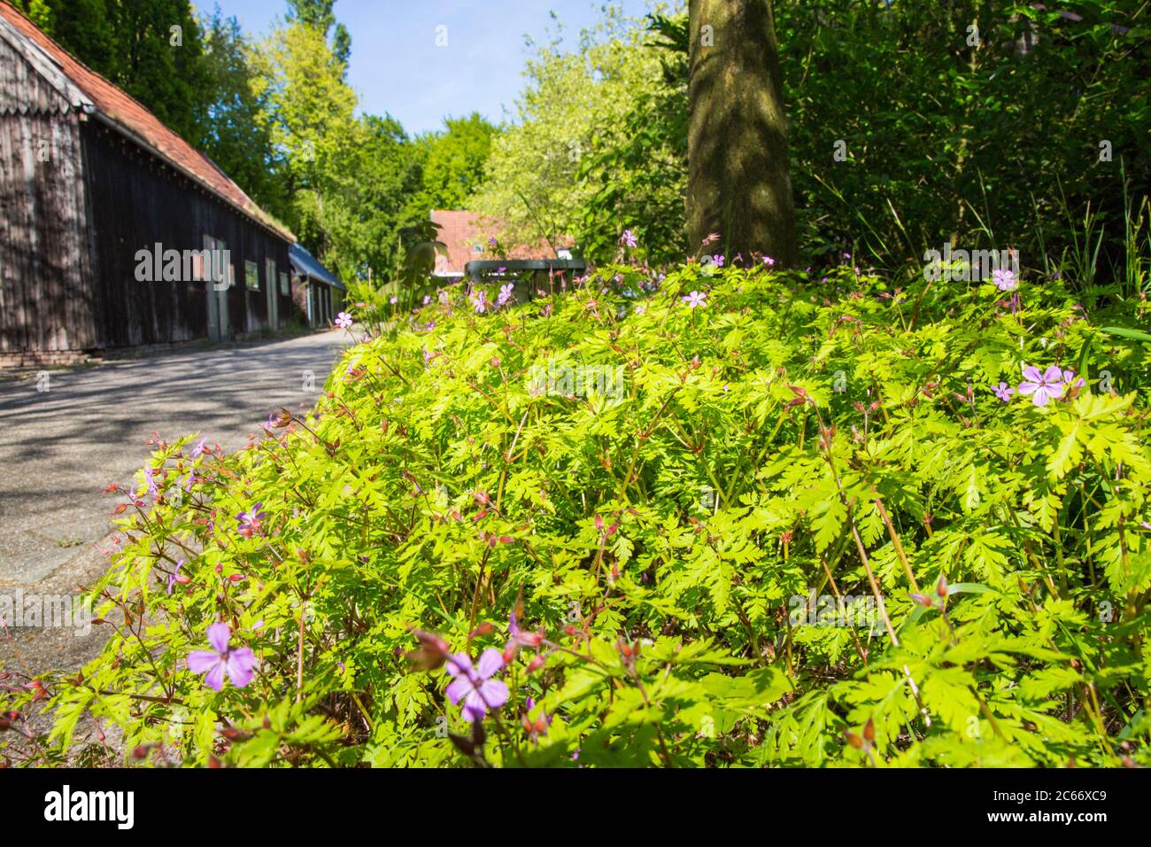 Herb Robert flowers Stock Photo - Alamy
