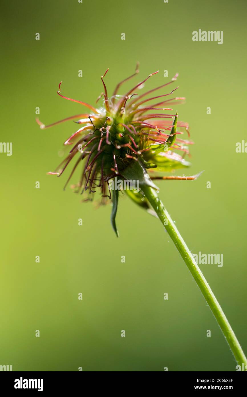 Wood Avens seed box Stock Photo - Alamy