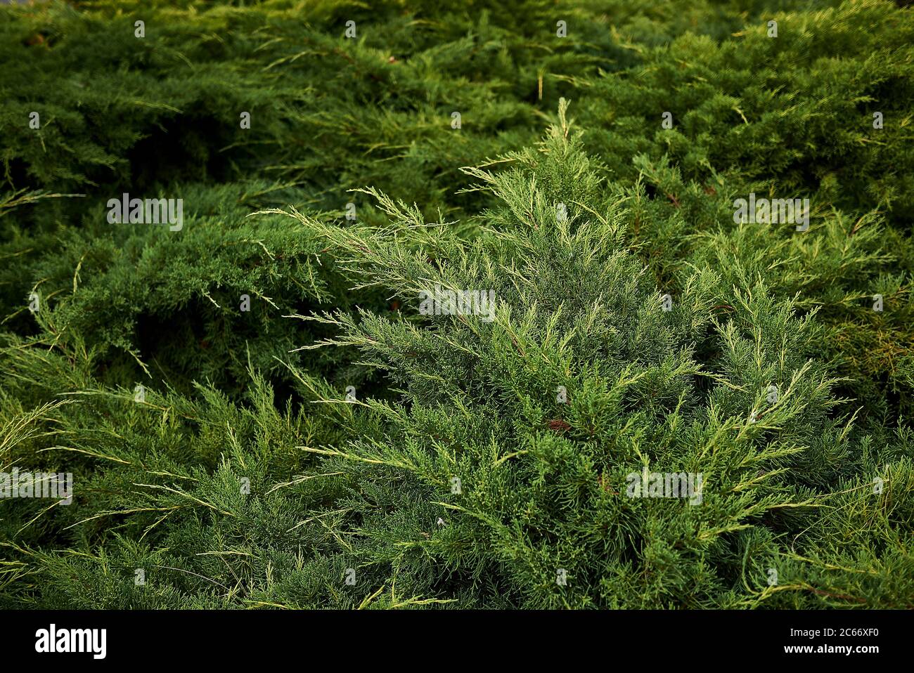 Prostrate juniper hi-res stock photography and images - Alamy