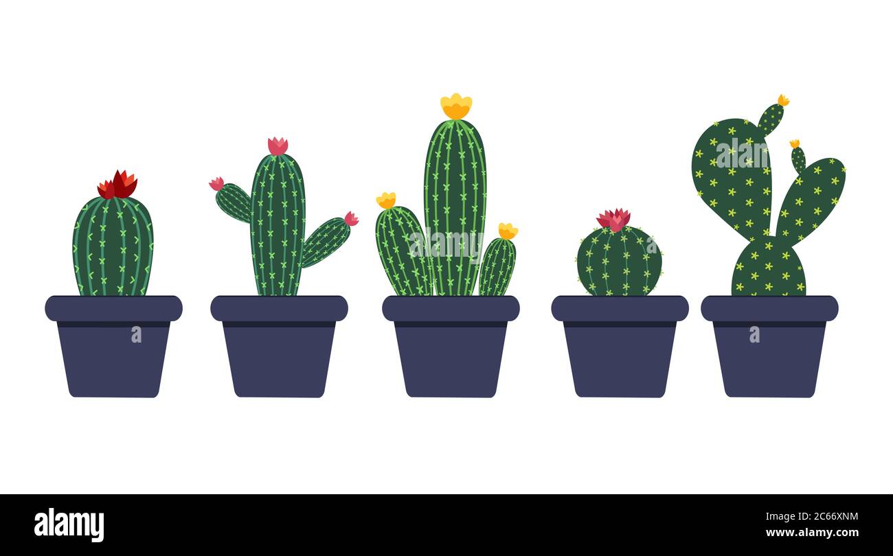 Cactus collection plant summer Cut Out Stock Images & Pictures - Alamy