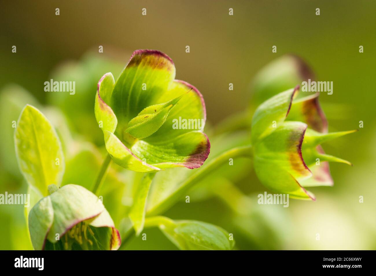 Helleborus foetidus forest hi-res stock photography and images - Alamy