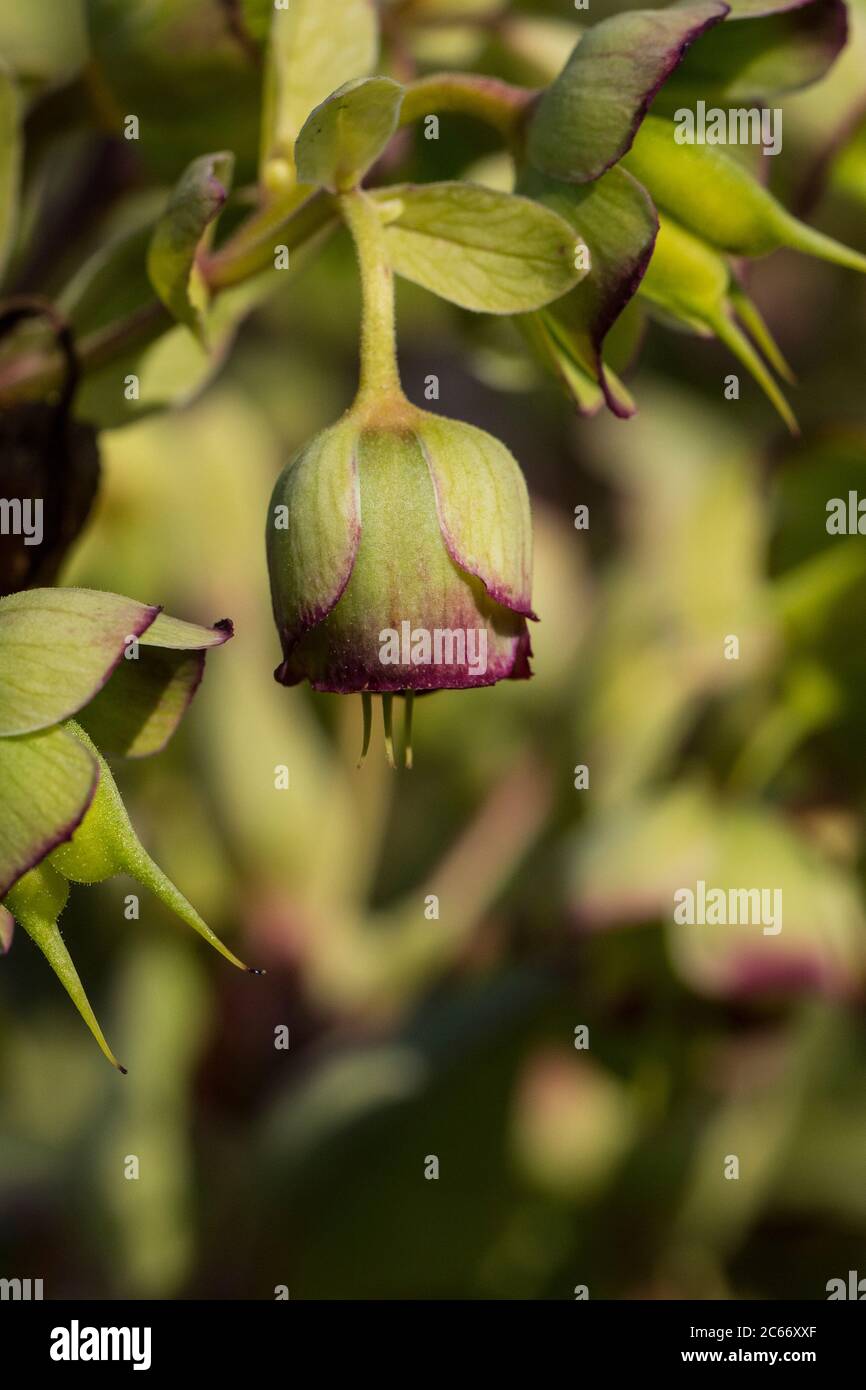 Helleborus foetidus forest hi-res stock photography and images - Alamy