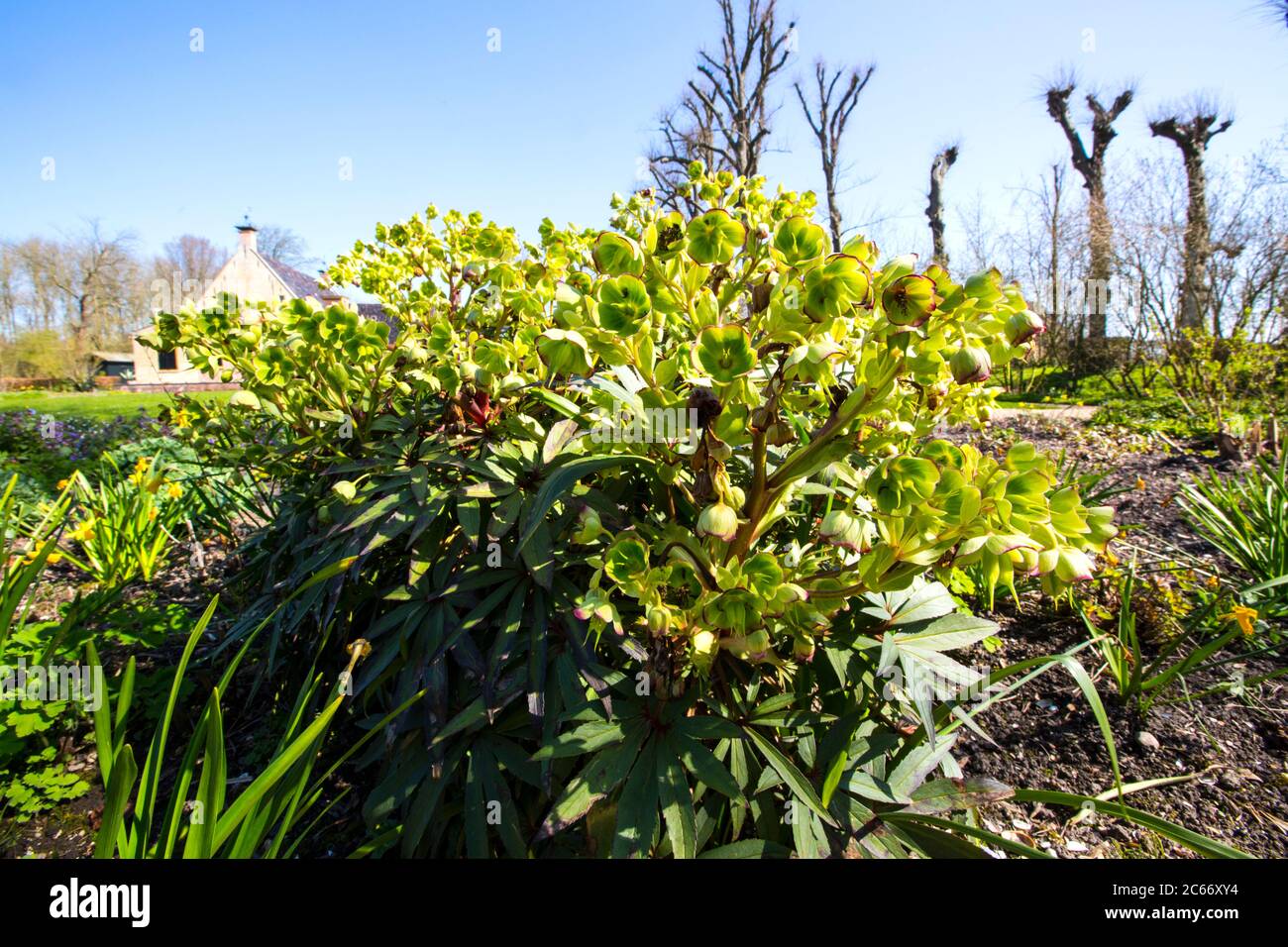 Helleborus foetidus forest hi-res stock photography and images - Alamy