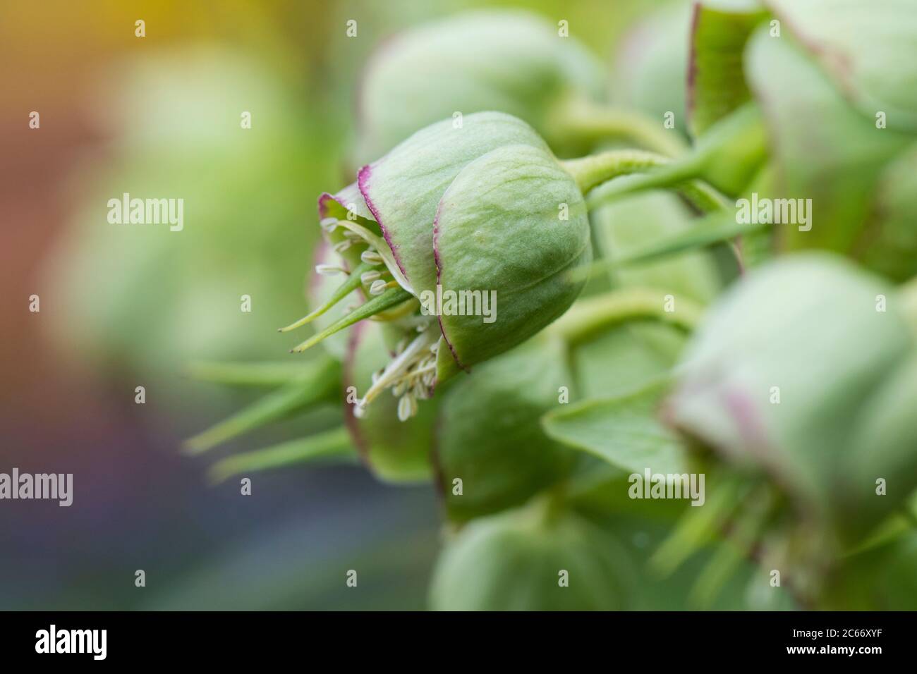 Helleborus foetidus forest hi-res stock photography and images - Alamy