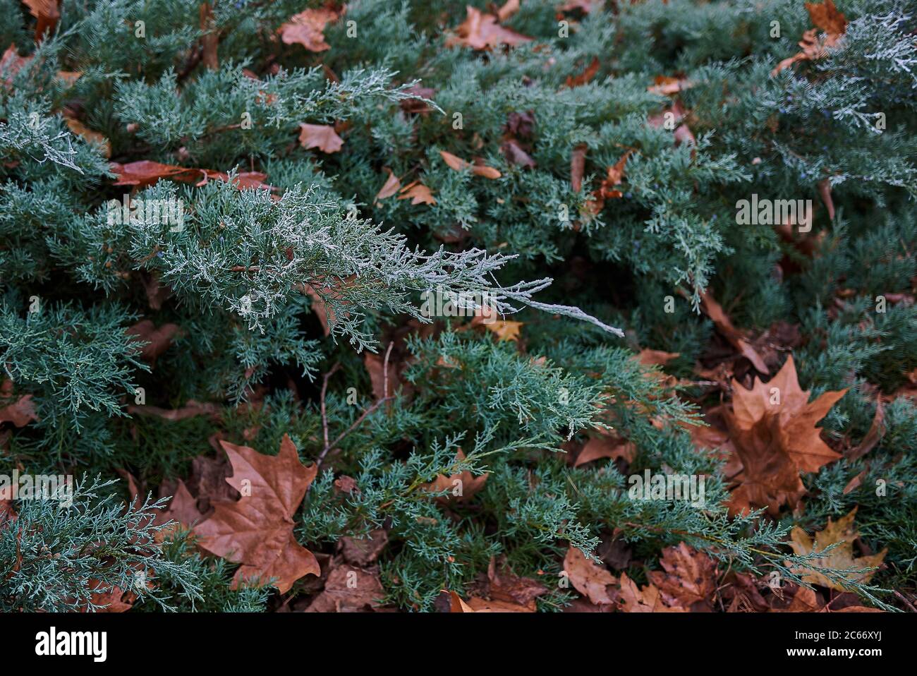Juniperus scopulorum evergreen shrub close up Stock Photo - Alamy