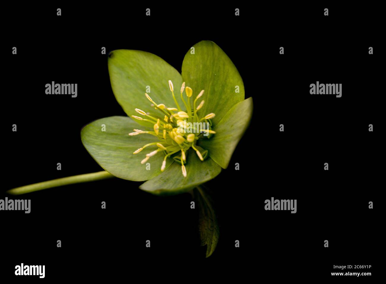 Hellebore cut out hi-res stock photography and images - Alamy
