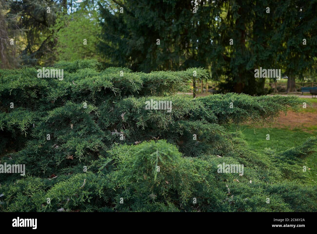 Juniperus virginiana evergreen shrub in a public park Stock Photo - Alamy