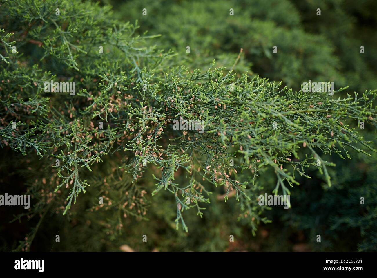 Juniperus virginiana hi-res stock photography and images - Alamy