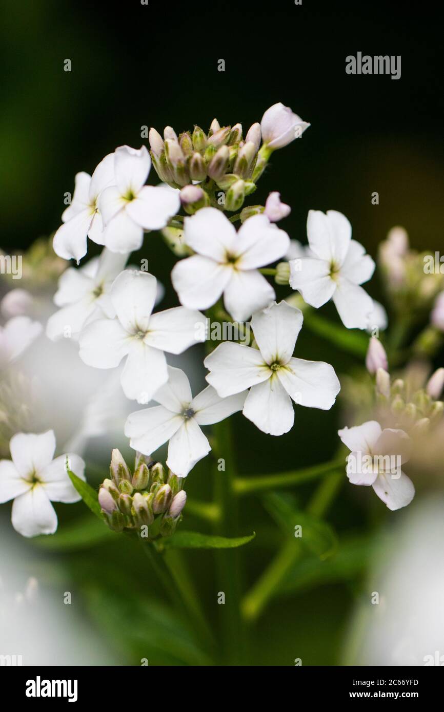 Dames violet hi-res stock photography and images - Alamy