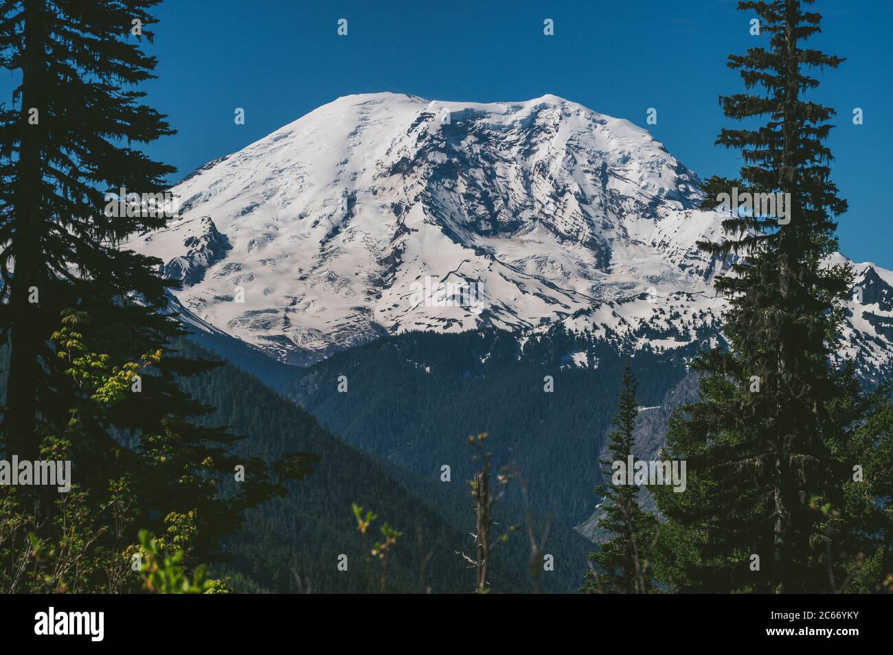 Mount Rainier Between Trees and Blue Sky Stock Photo - Alamy