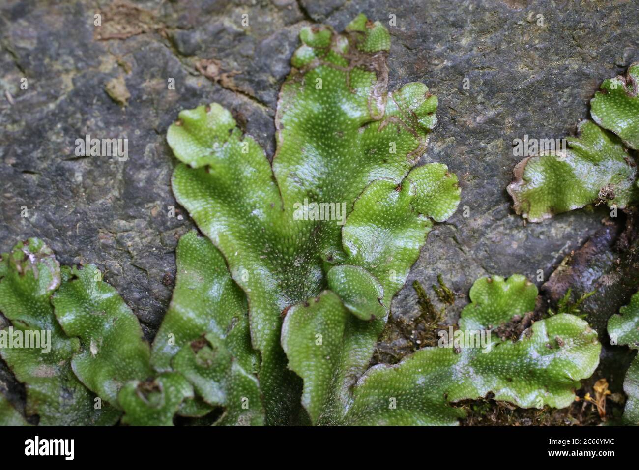Marchantia polymorpha hi-res stock photography and images - Alamy