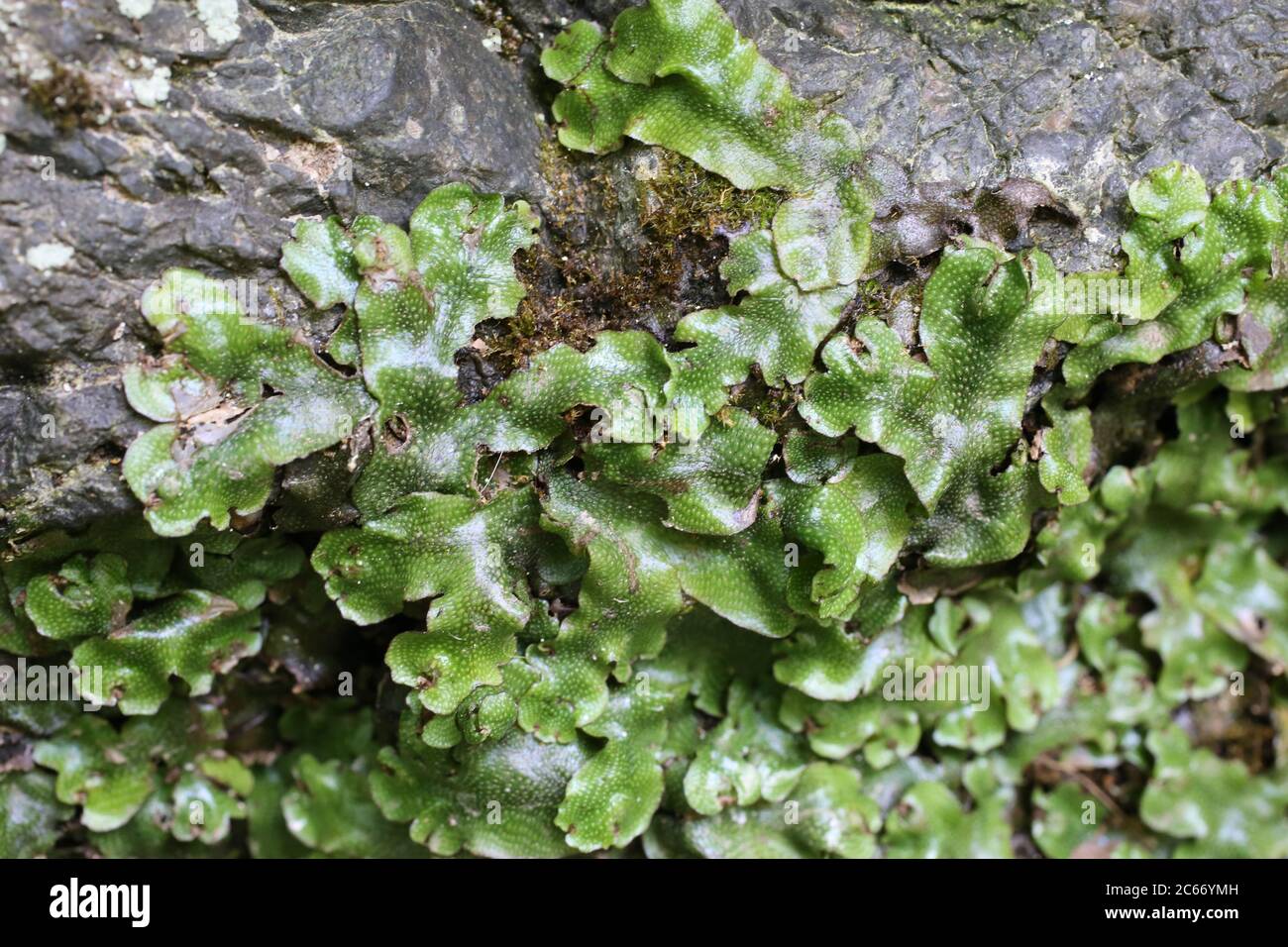 Marchantia polymorpha hi-res stock photography and images - Alamy