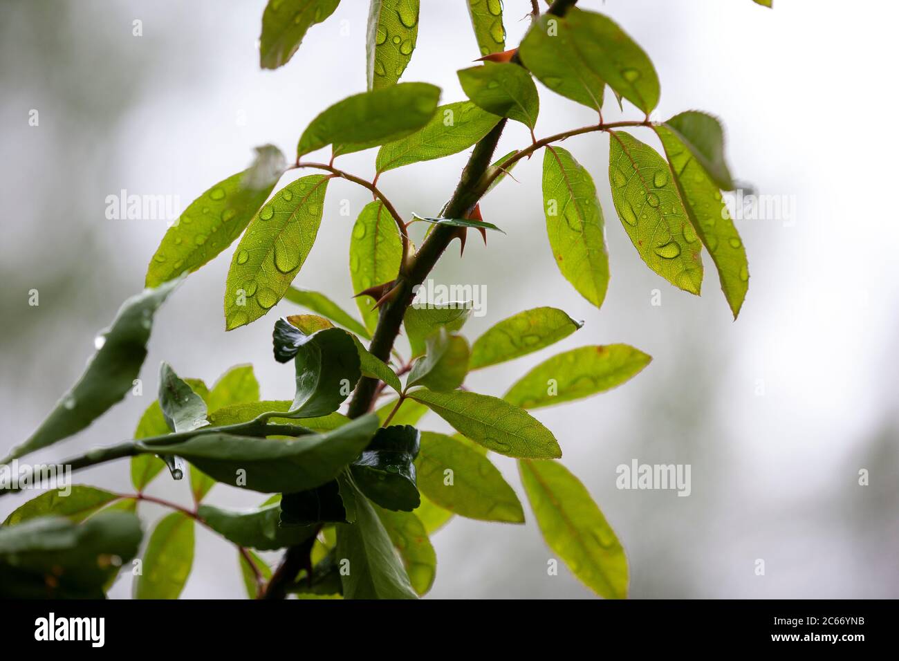Canary bird rose, Rosa xanthina, tree branch with rain drops on leaves ...