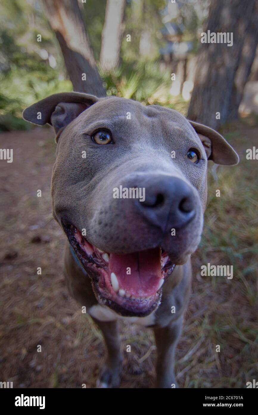 Blue Nose Pitbull Mixed With Lab