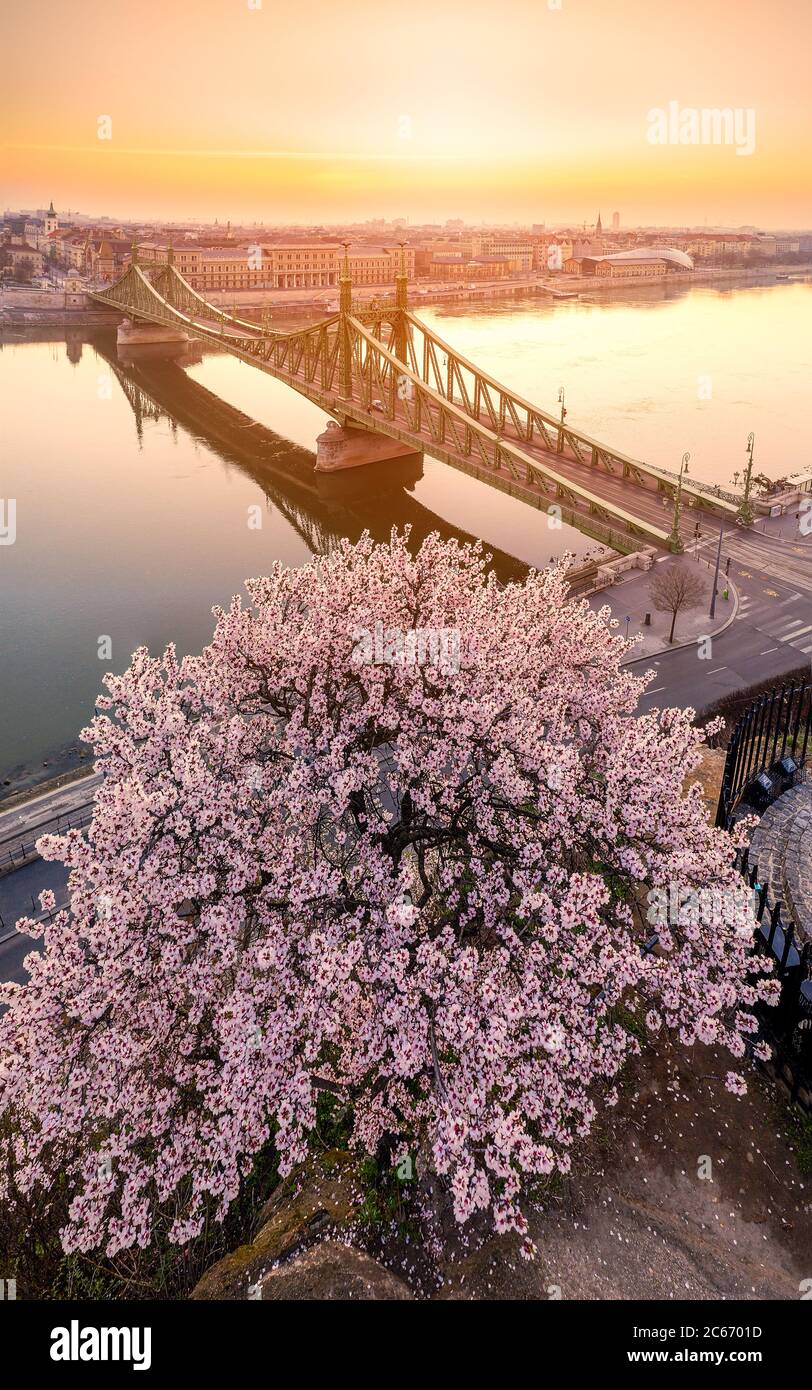 Budapest, Hungary - Beautiful Liberty Bridge at sunrise with cherry ...