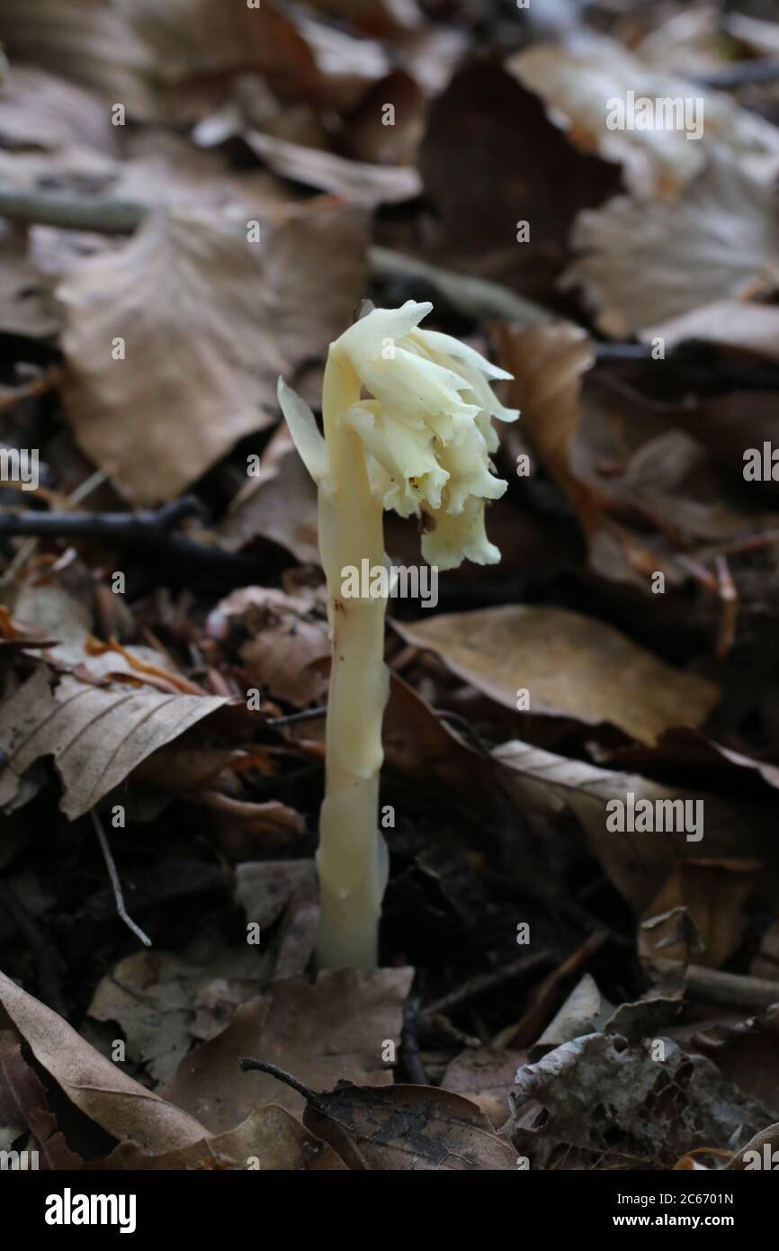 Monotropa hi-res stock photography and images - Alamy