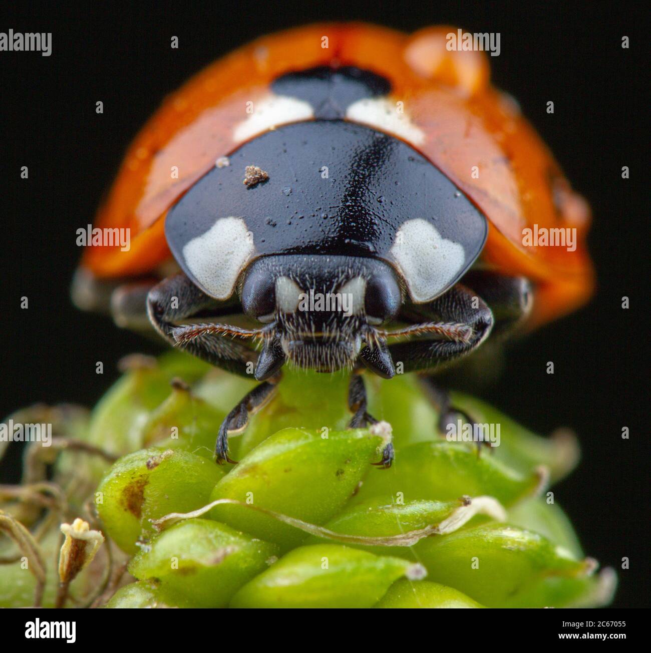 Leaf eating lady beetle hi-res stock photography and images - Alamy