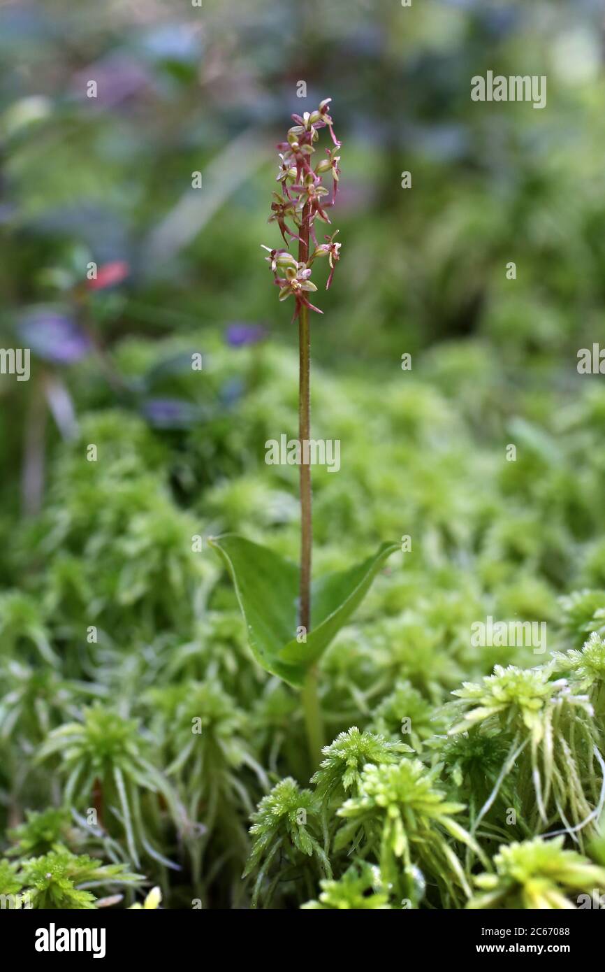 Lesser Twayblade Neottia Cordata High Resolution Stock Photography and ...