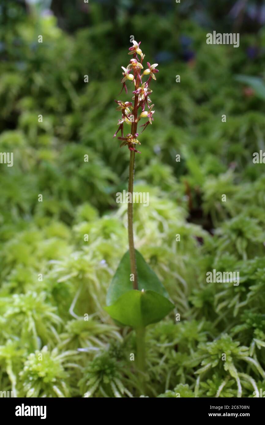 Lesser Twayblade Neottia Cordata High Resolution Stock Photography and ...