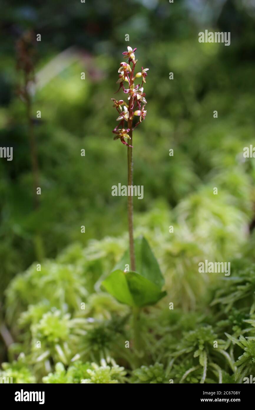 Lesser Twayblade Neottia Cordata High Resolution Stock Photography and ...