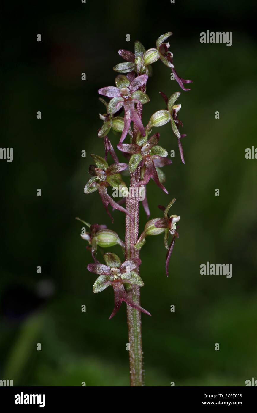 Lesser Twayblade Neottia Cordata High Resolution Stock Photography and ...