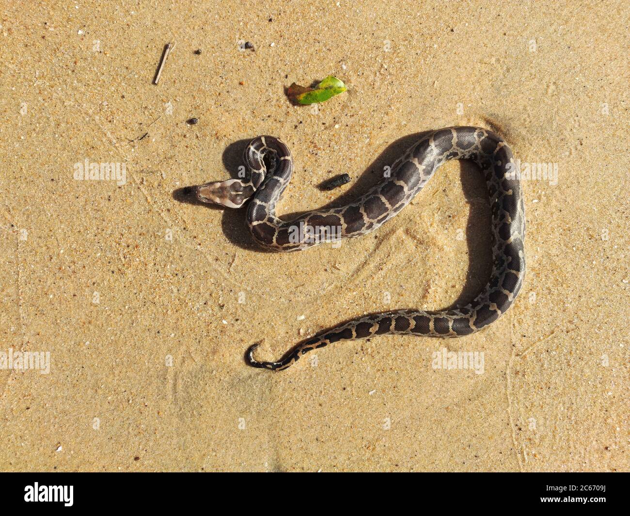 Sea snake on beach sand hi-res stock photography and images - Alamy