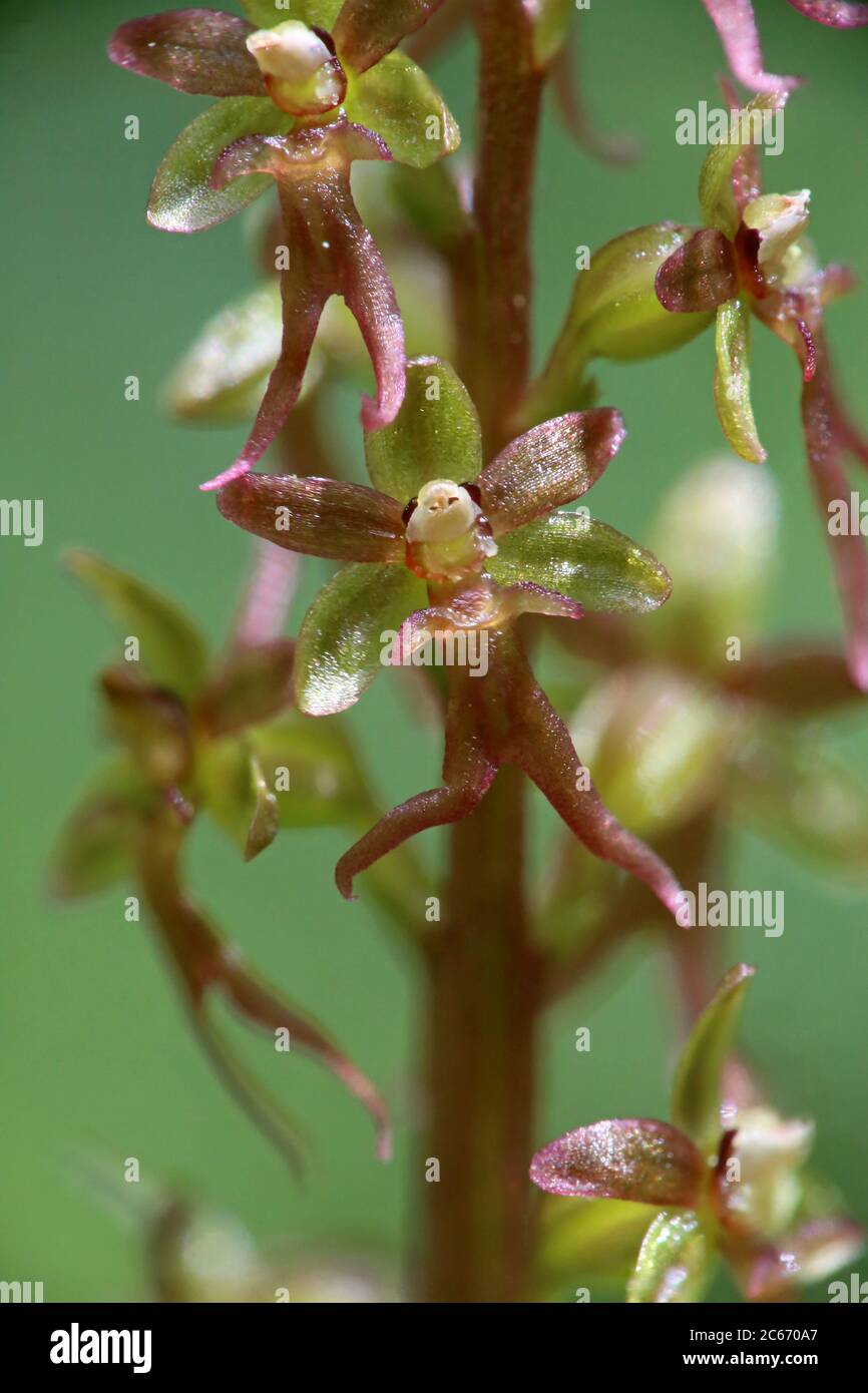 Lesser Twayblade Neottia Cordata High Resolution Stock Photography and ...