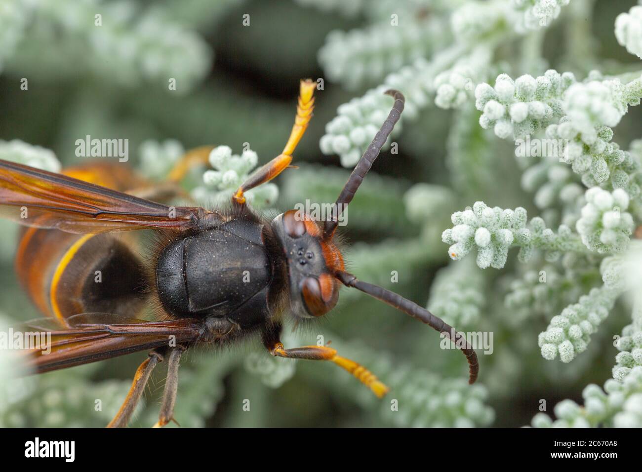 Asian wasp hi-res stock photography and images - Alamy