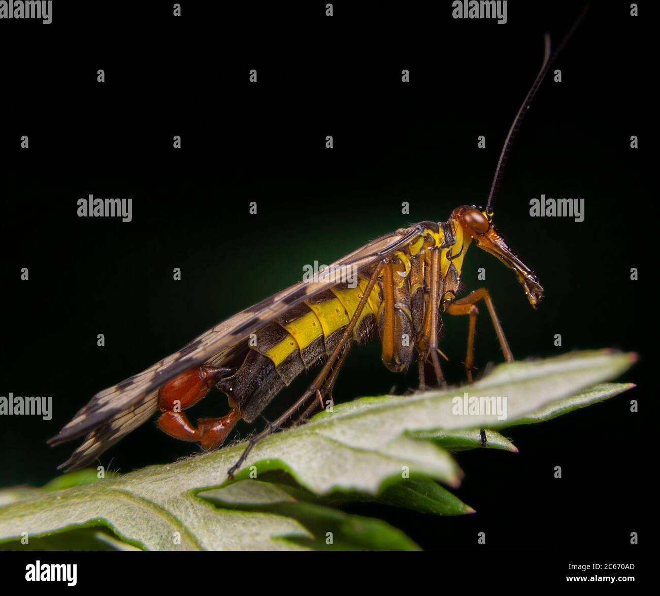 Male scorpion fly Panorpa meridionalis mecoptera posing on green leaf ...