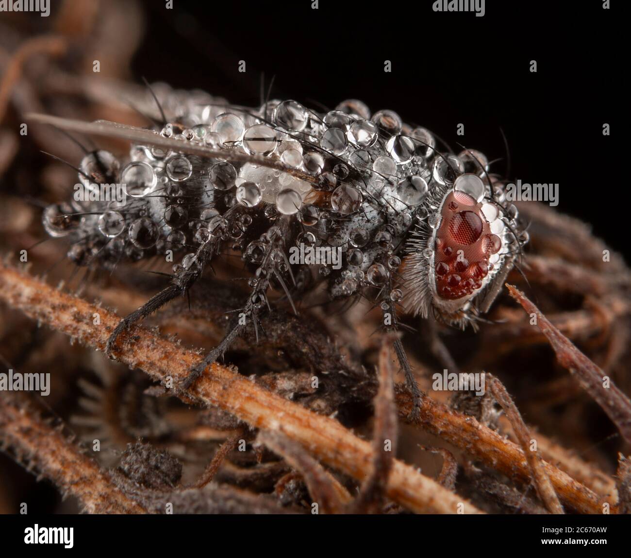 Beautiful fly with lots of raindrops and red eyes Stock Photo - Alamy