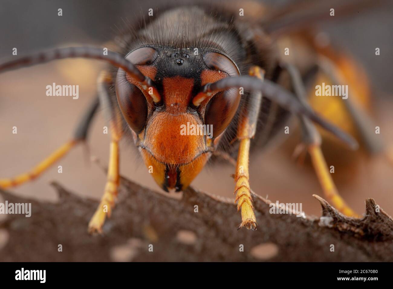 Asian wasp hi-res stock photography and images - Alamy