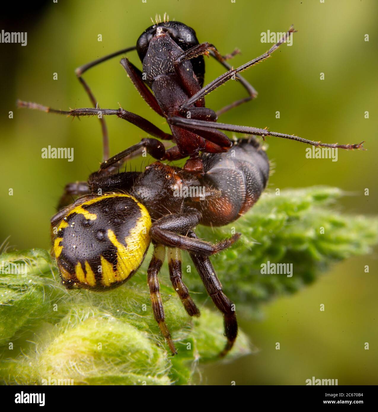 Ant dead leaf hi-res stock photography and images - Alamy