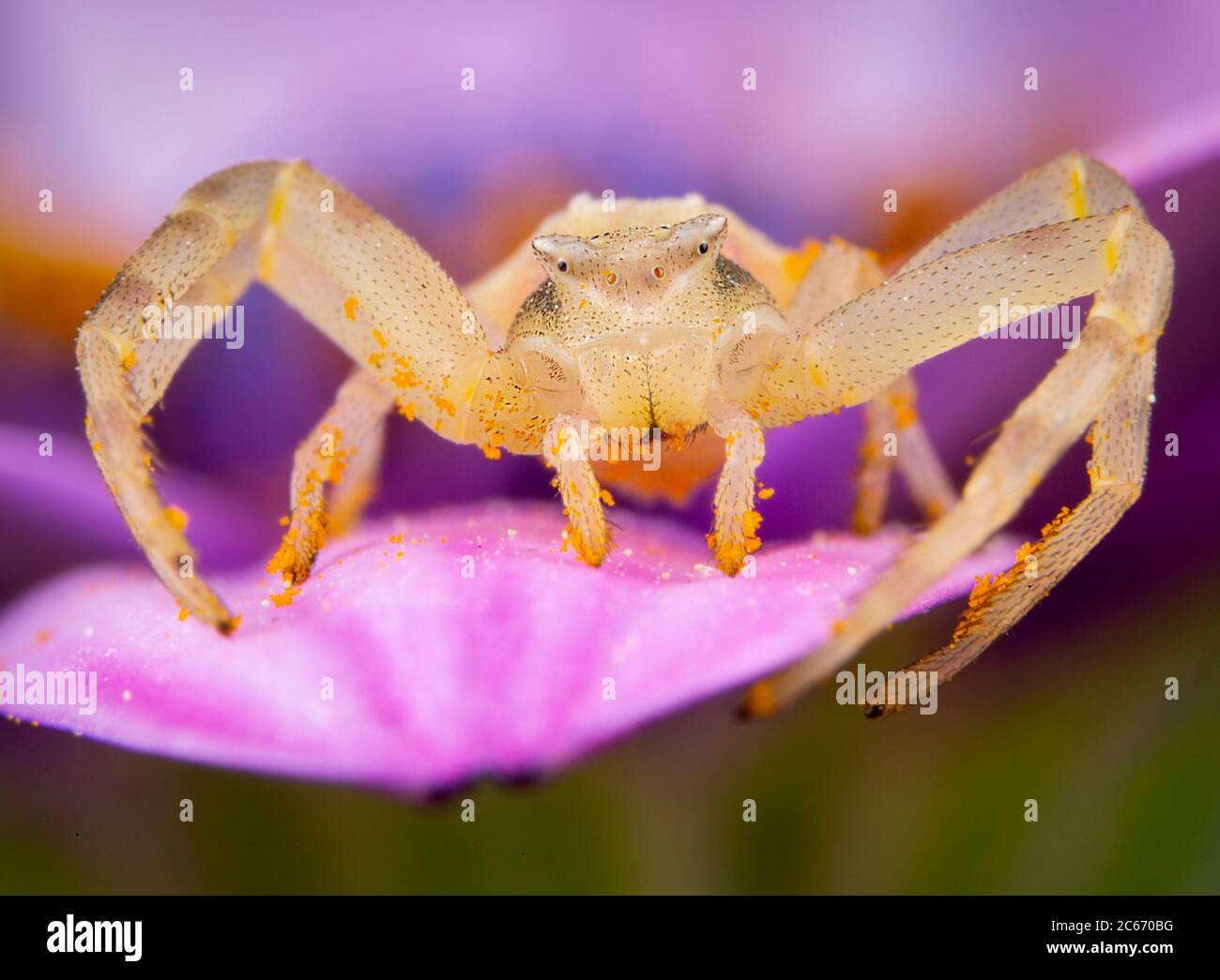 Pink crab spider – thomisus onustus hi-res stock photography and images ...