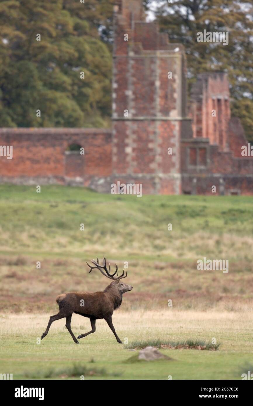 Bradgate house deer rutting hi-res stock photography and images - Alamy