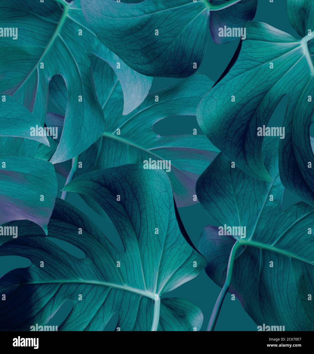 Tropical jungle foliage, dark blue leaf nature background Stock Photo ...