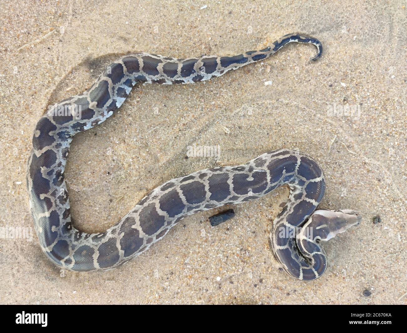 Sea snake on beach sand hi-res stock photography and images - Alamy