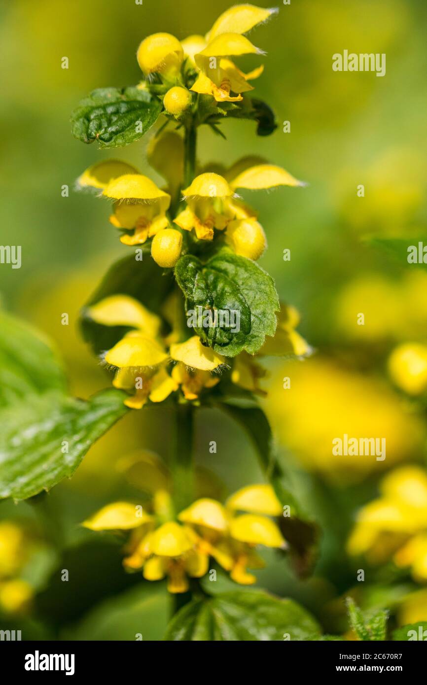 Yellow Archangel; Lamiastrum galeobdolon subsp montanum Stock Photo - Alamy