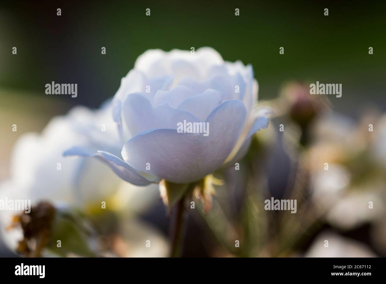 Closeup, macro photo of a blooming wild, white rose at sunset in the ...
