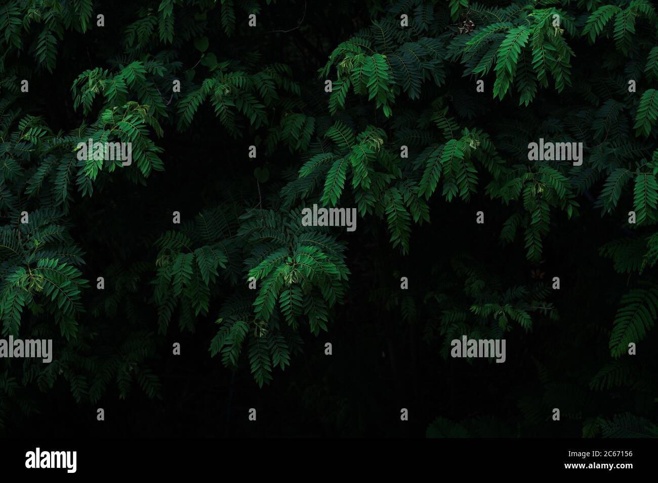 deep fresh green leaves texture background Stock Photo - Alamy