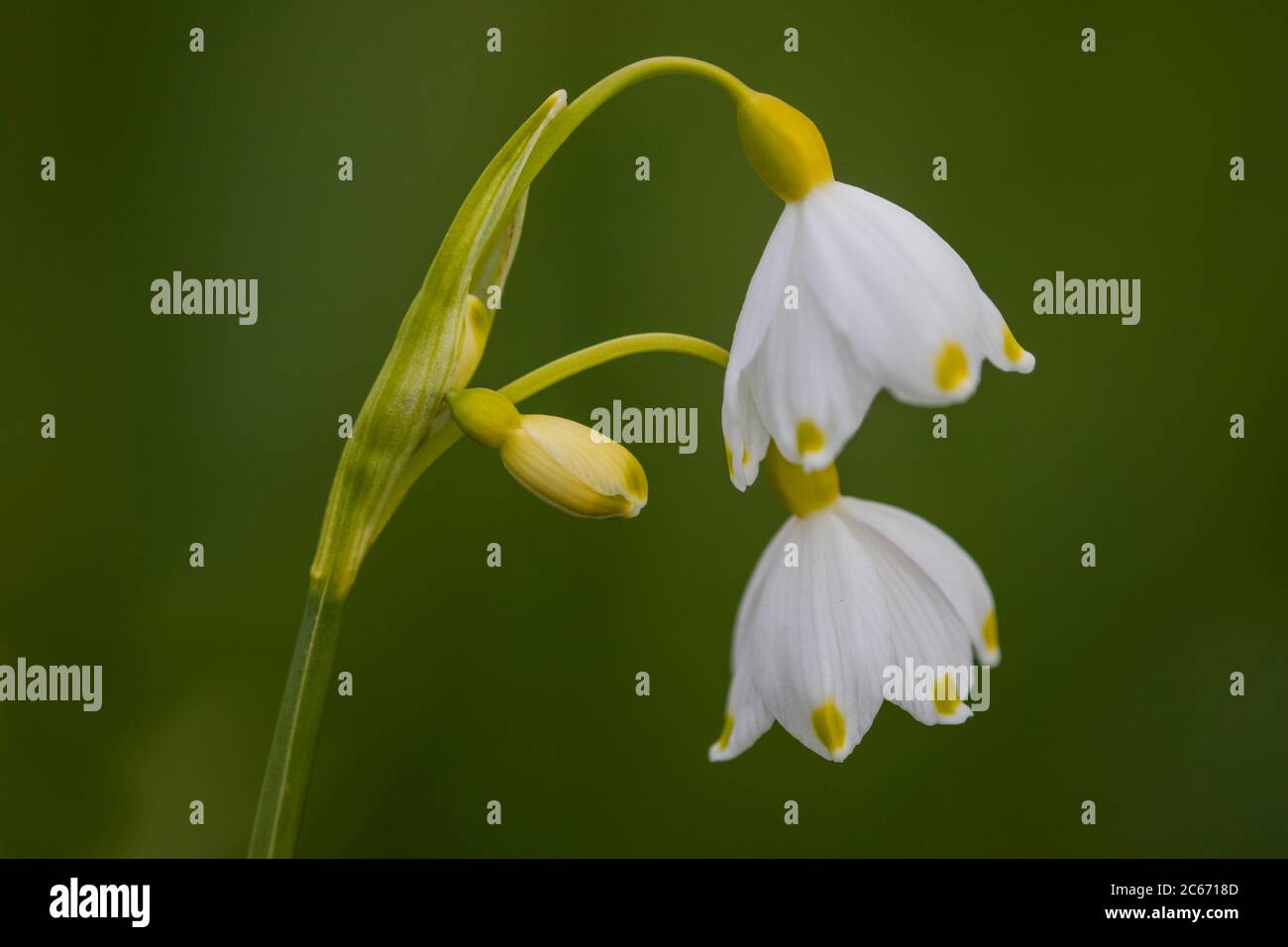 Native summer snowflake hi-res stock photography and images - Alamy