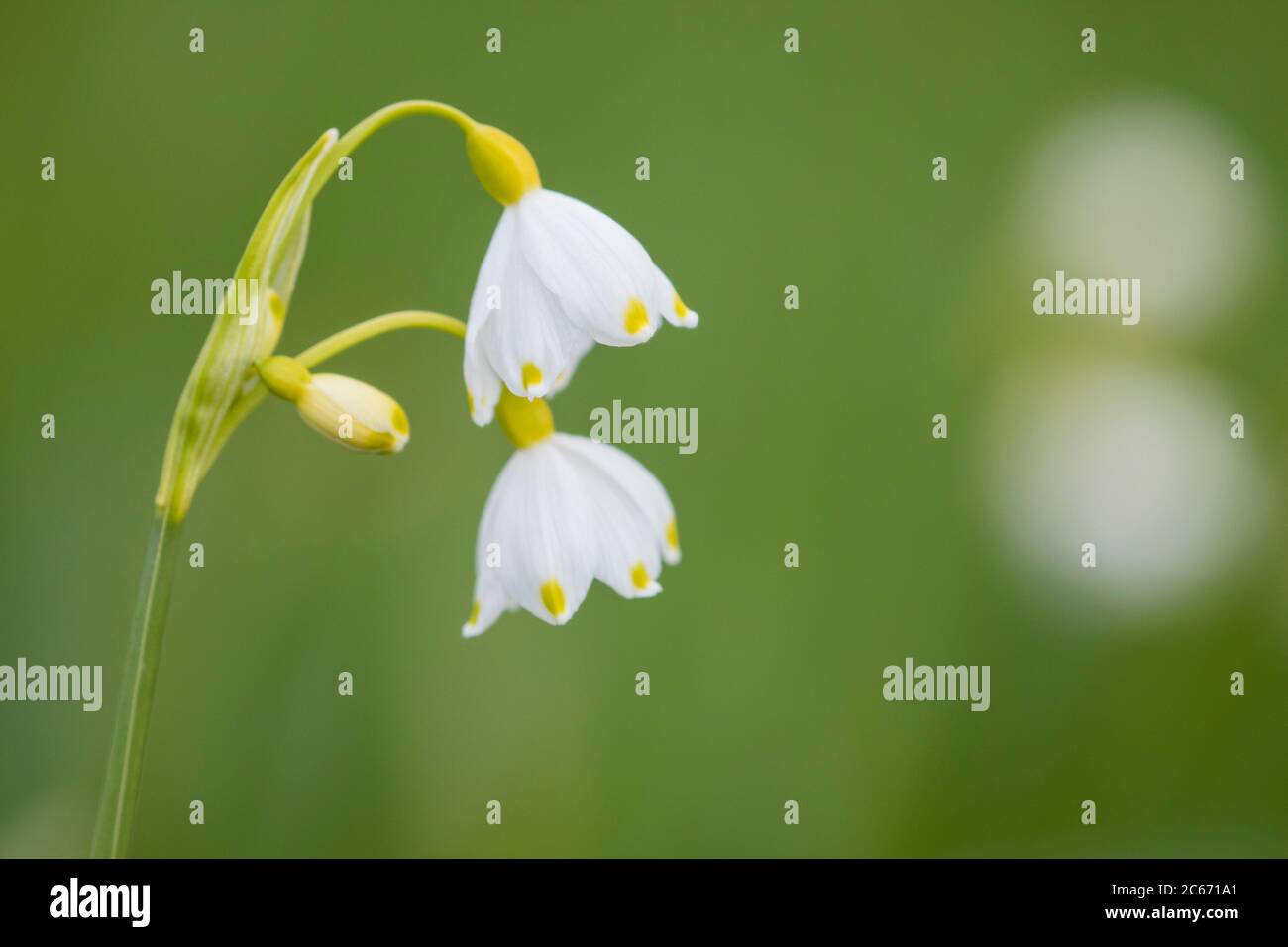 Native summer snowflake hi-res stock photography and images - Alamy
