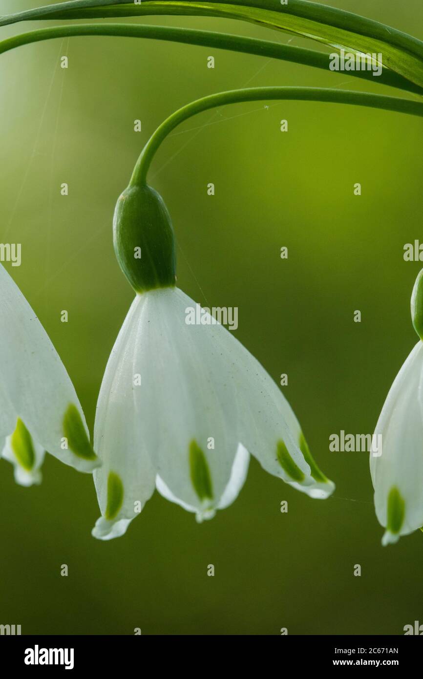 Native summer snowflake hi-res stock photography and images - Alamy